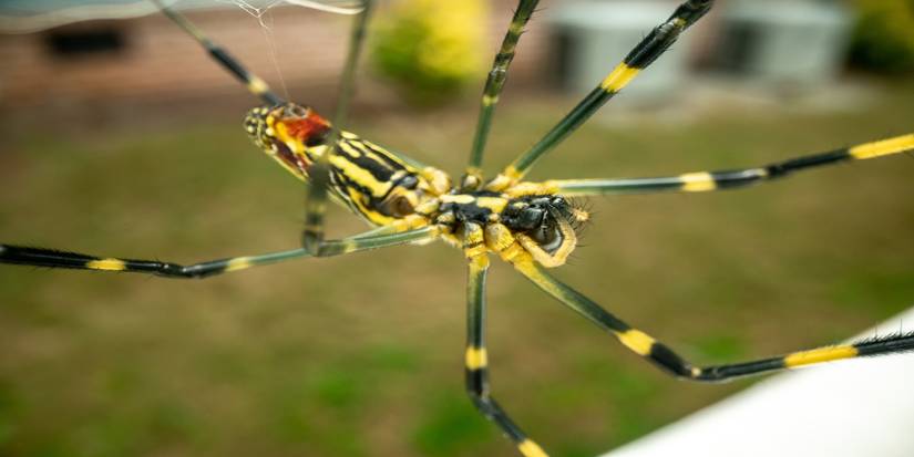 Everything You Need to Know About Joro Spiders