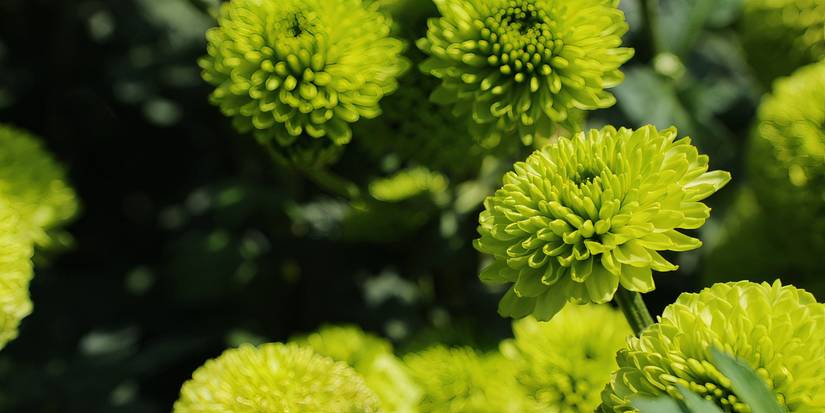 Add 5 Neon Flower Options in Your Floral Designs or Bouquets