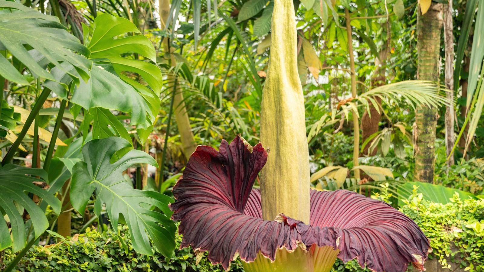 Nature’s Stinkiest: Five Plants With Unbearable Smell