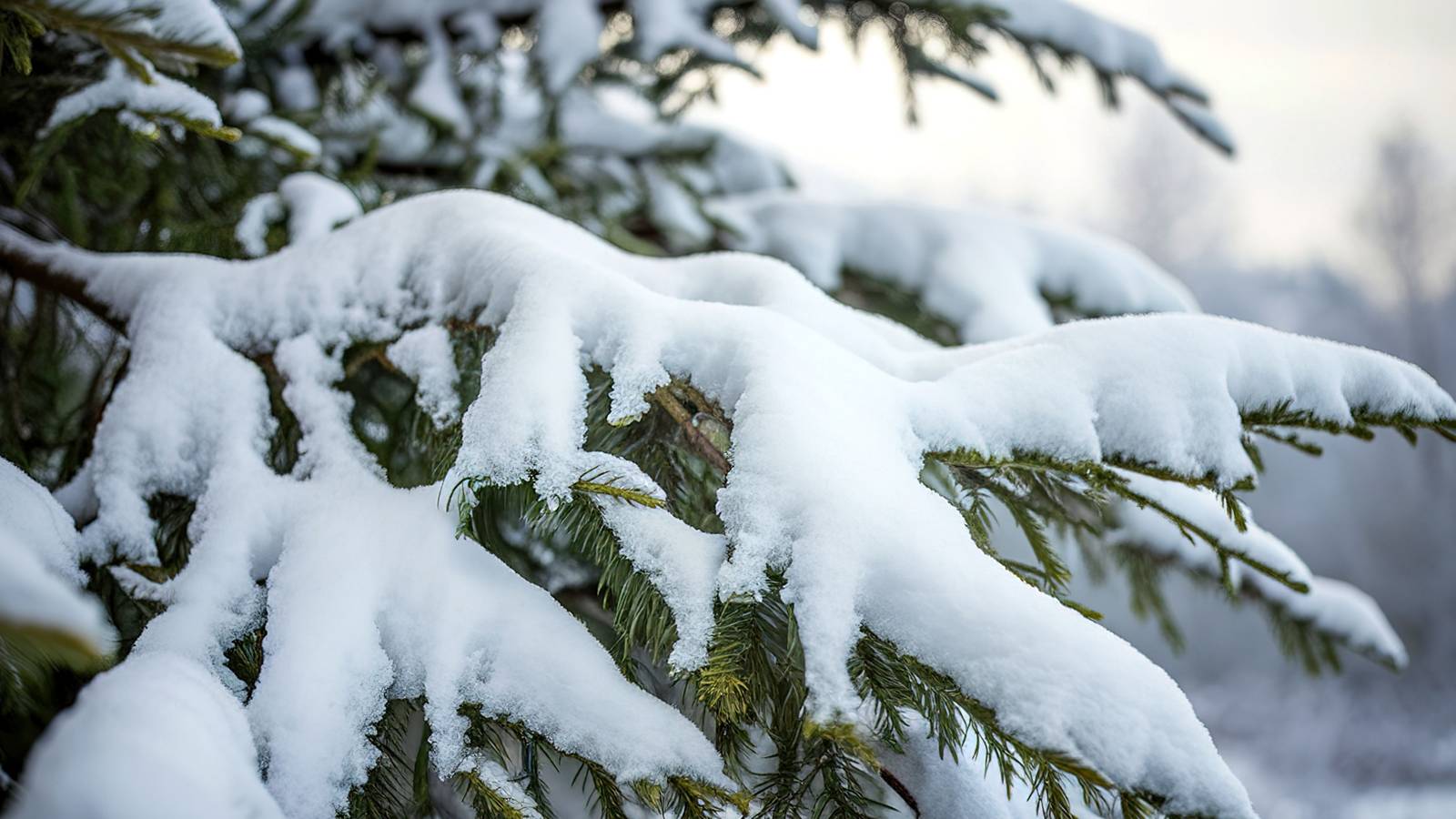 Removing Snow From Your Winter Garden