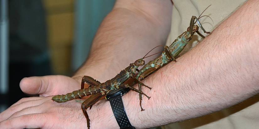 Six of the Biggest Bug Species and Their Surprising Roles in Nature