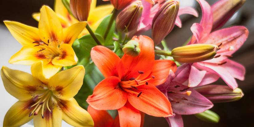Grow 5 Stunning Easter Lilies That Bloom Beautifully This April