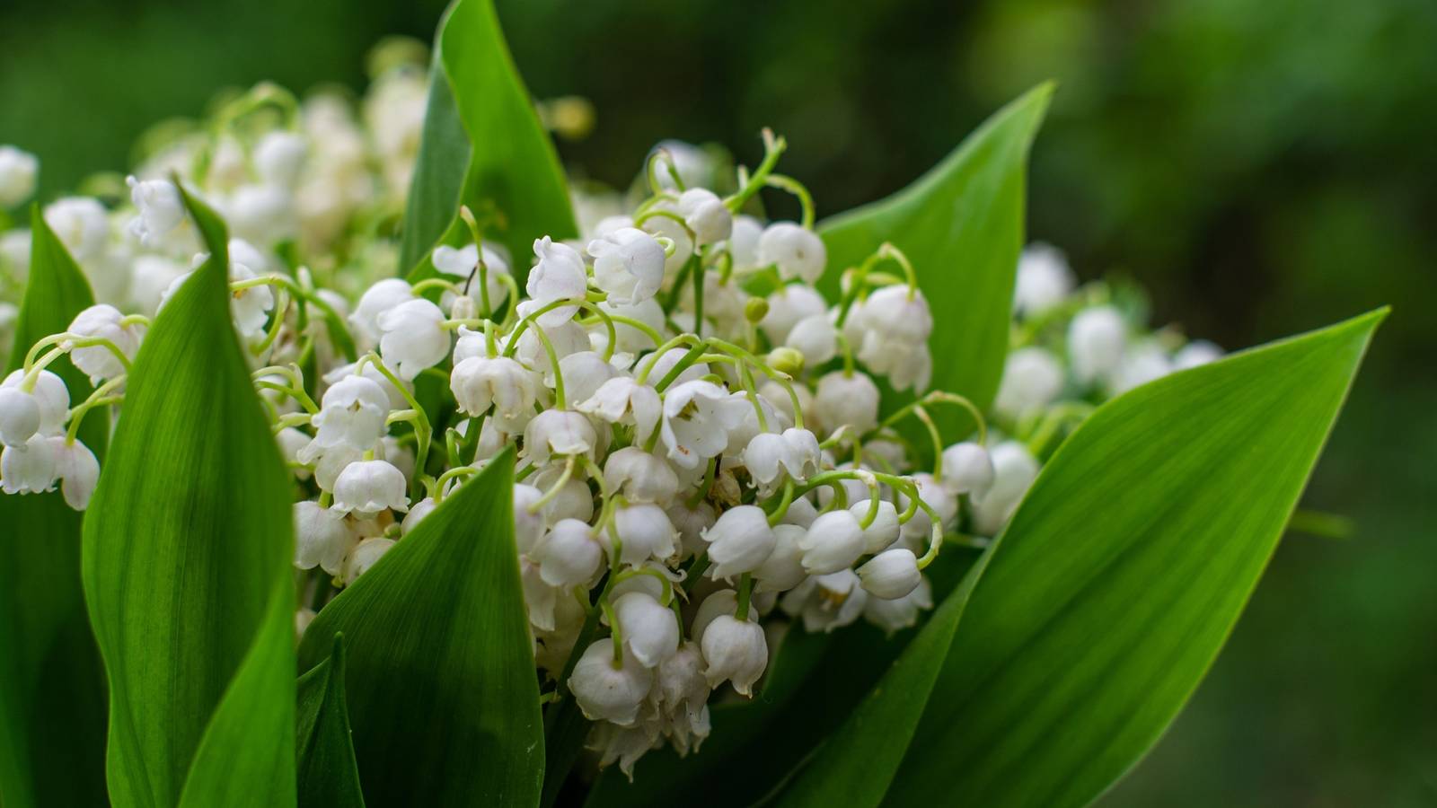 Grow 5 Stunning Easter Lilies That Bloom Beautifully This April