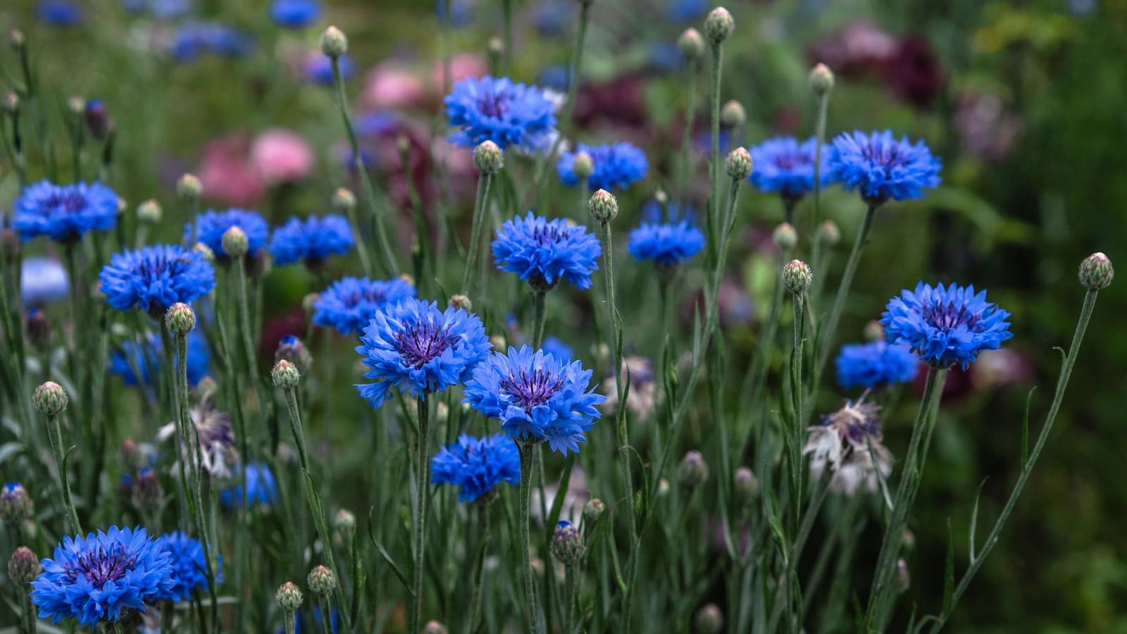5 Resilient Annual Flowers Perfect for Windy Weather