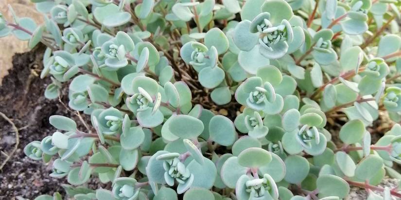 Spring into Sustainability: Native and Drought-Tolerant Plants