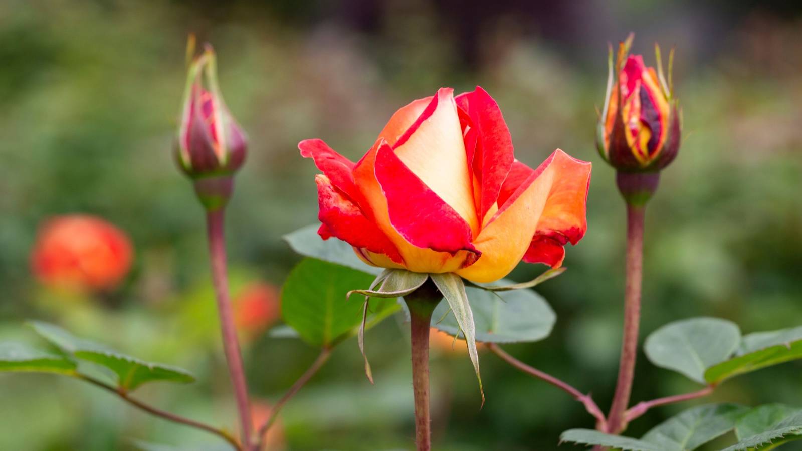 New Flowers for 2025: 5 Types of Roses