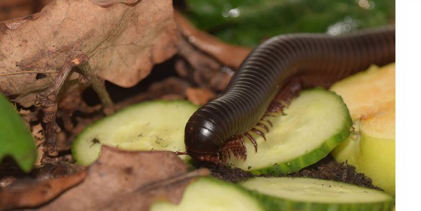 7 Sneaky Pests That Could Be in Your Compost