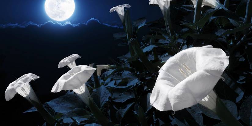 6 Magical Plants That Light Up Your Landscape at Night