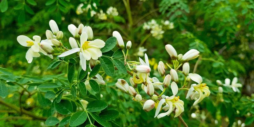 7 Unexpected Trees That Yield Tasty Edible Plants