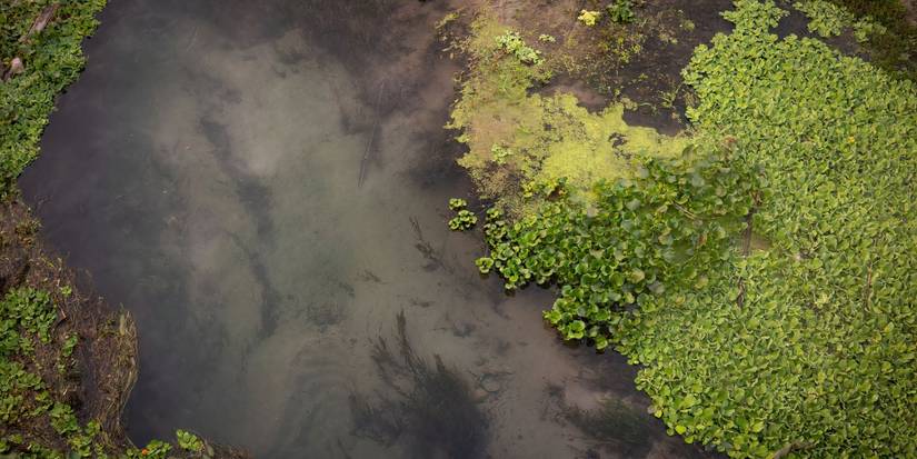 Invasive Species: Water Hyacinth Dominates Local Ecosystems