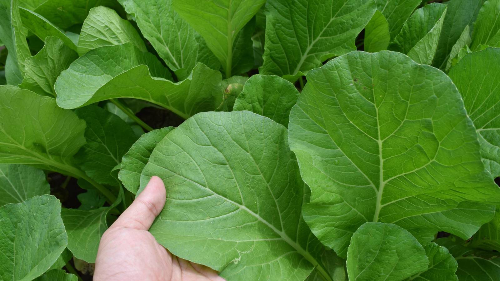 Mustard Greens: The Nutrient-Packed, Eco-Friendly Garden Superstar