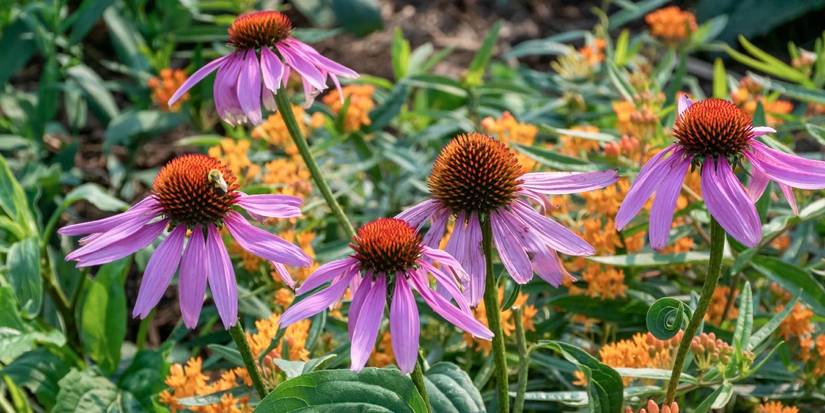 Five Garden Flowers That Shine in September