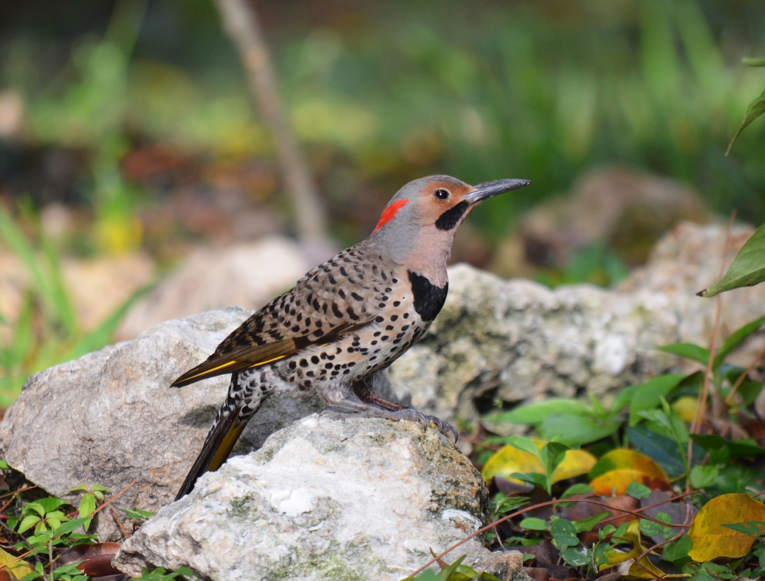 Discover Weird Birds That Add Life and Charm to Your Garden Space