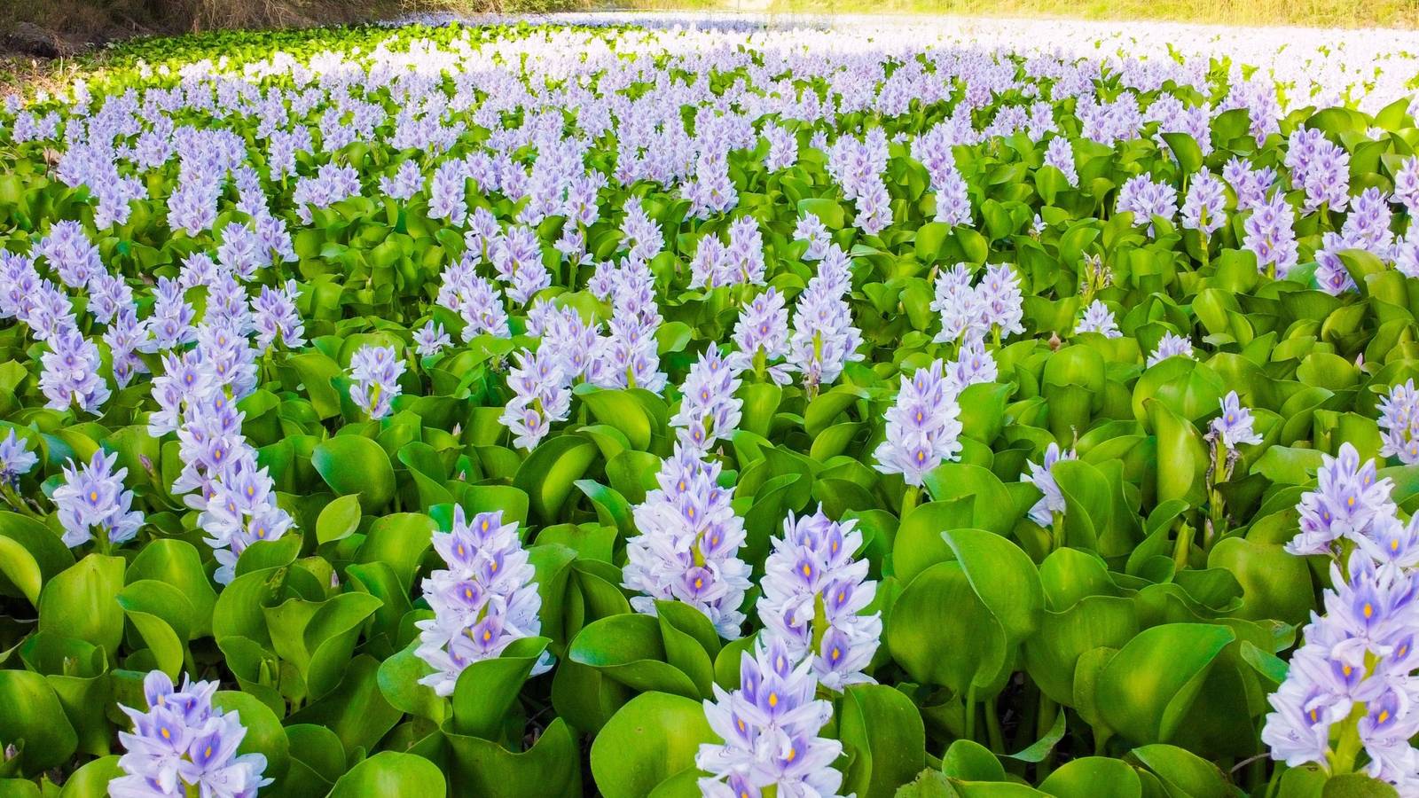Invasive Species: Water Hyacinth Dominates Local Ecosystems