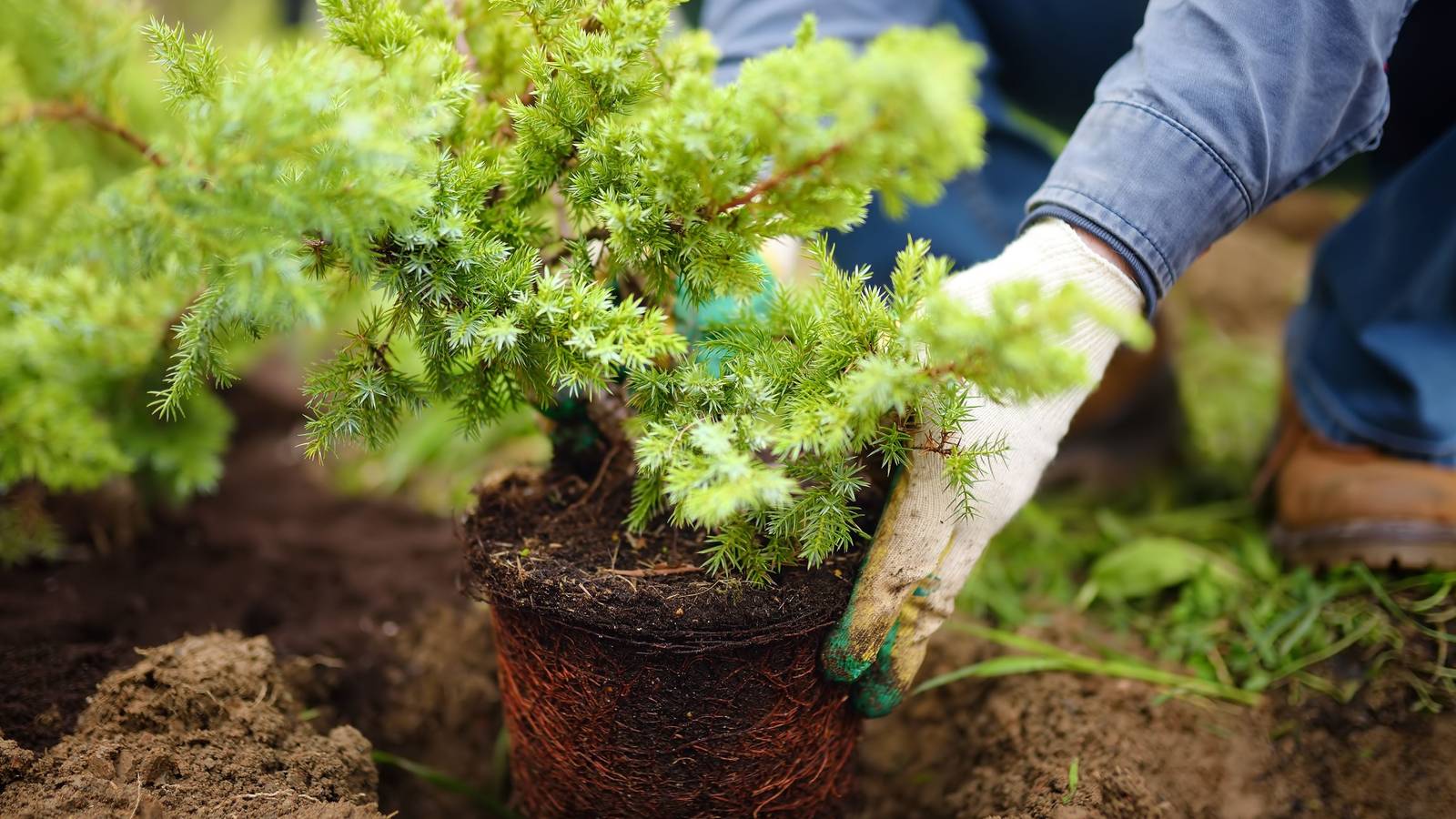How to Grow and Care for Junipers in Your Garden