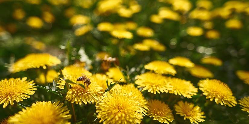 Spring Weed Invasion: How to Identify and Remove Stubborn Perennial Weeds