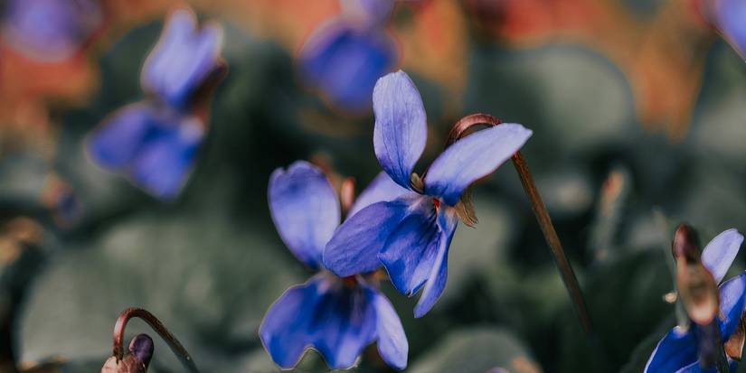 February Birth Flowers: Meaning and Care for Violets & Primroses