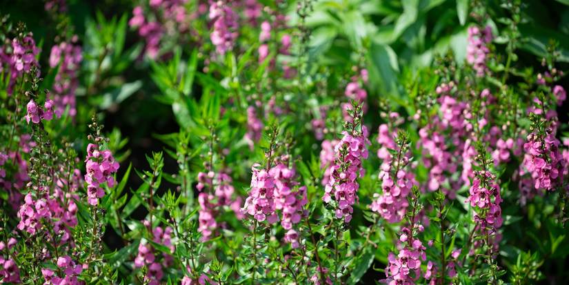 Angelface Wedgwood Pink Flowers: The Timeless Trend Redefining Gardens