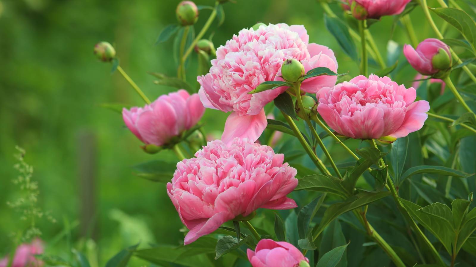 Grow 5 of the Luckiest Flowers for Good Luck and Prosperity