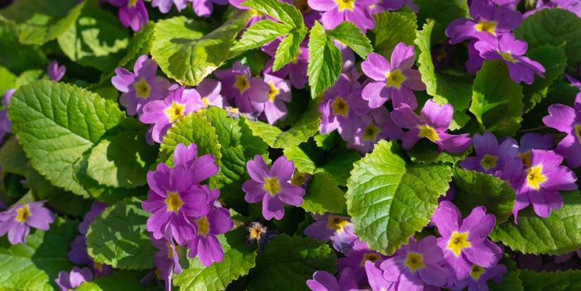 Grow Purple Roses to Bring Regal Beauty to Your Garden