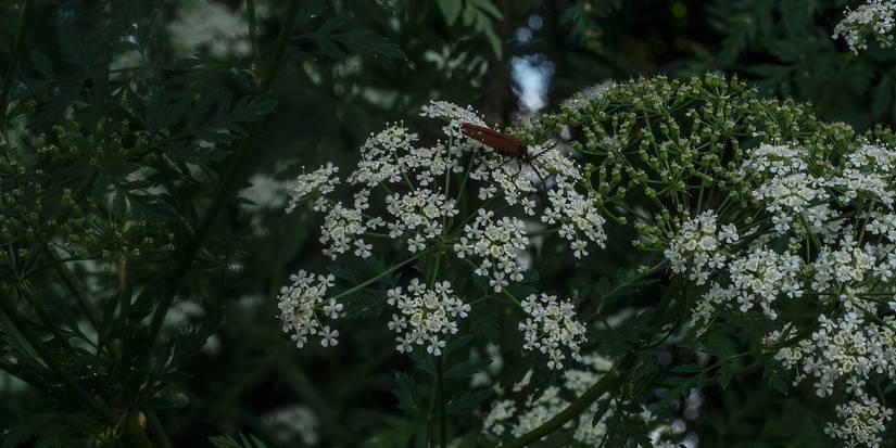 Dangerous Plants: Do You Have 5 Poison Plants Hiding in the Backyard?