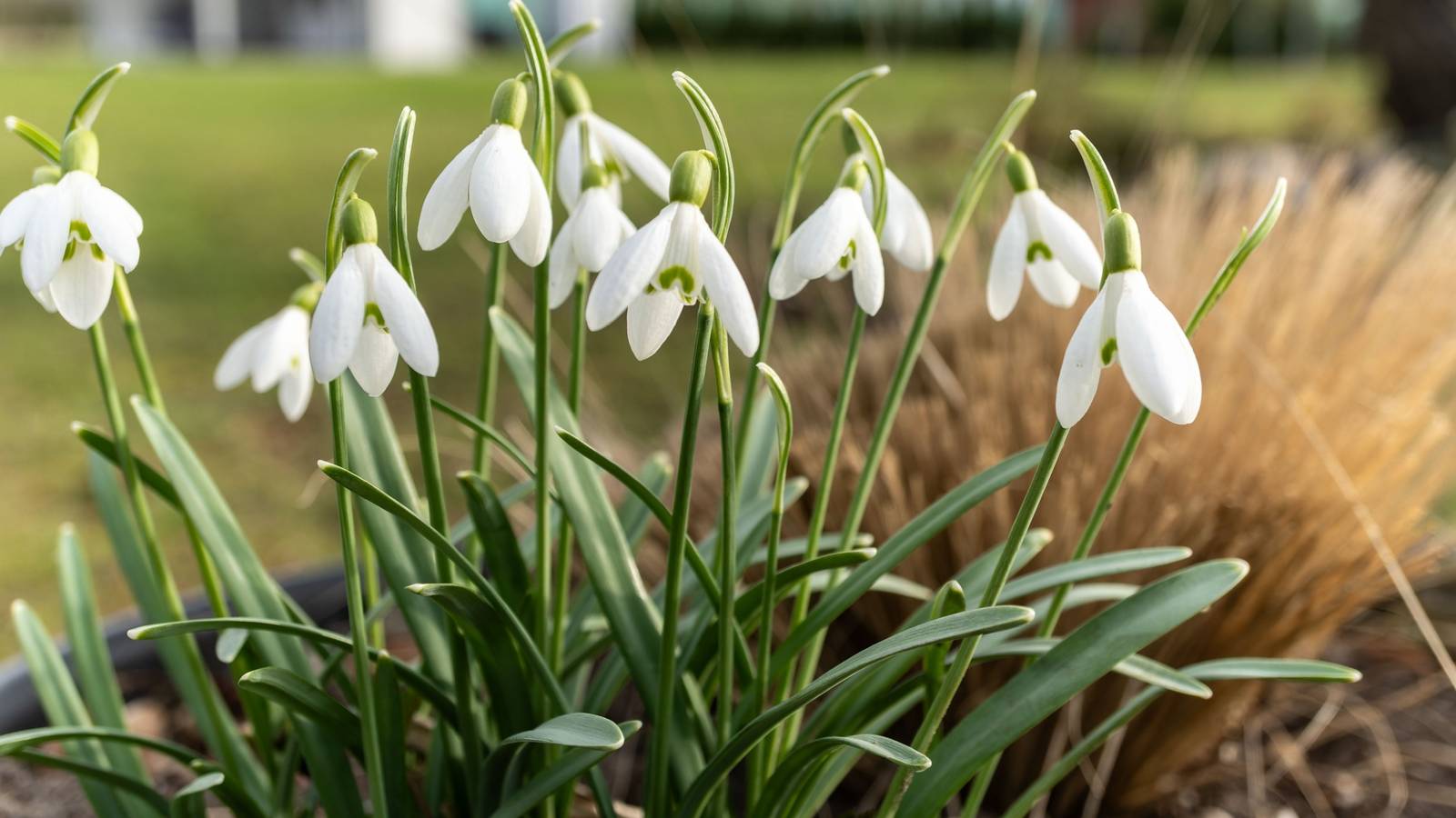 Carnation and Snowdrop Flowers: Embrace January Birth Flowers