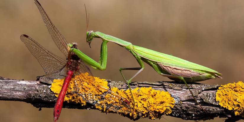 Praying Mantises: Nature’s Pest Control for a Thriving Garden