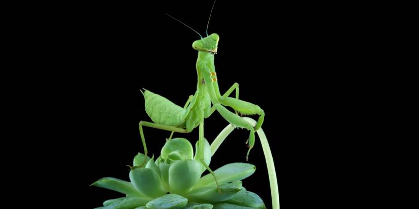 Praying Mantises: Nature’s Pest Control for a Thriving Garden