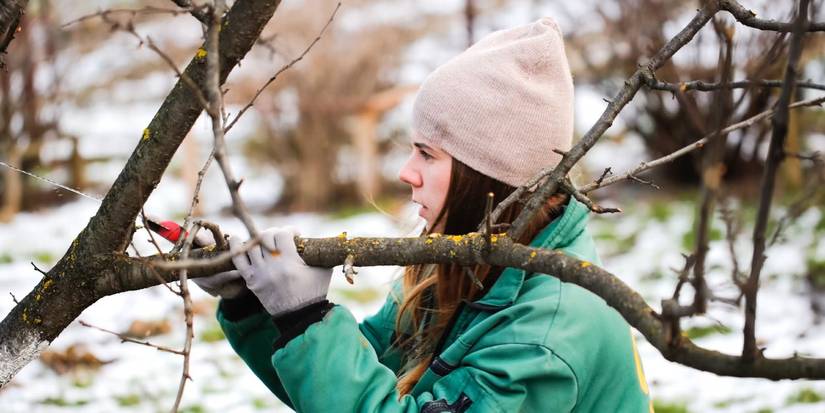 Removing Snow From Your Winter Garden