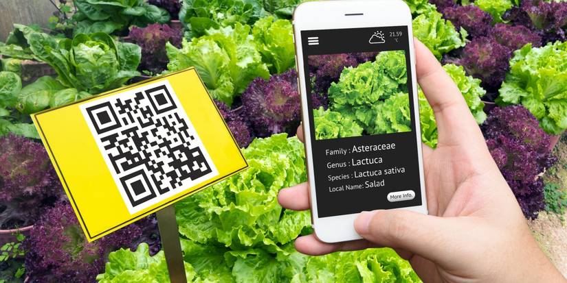 Easy Ways to Identify Plants Using Apps and Technology