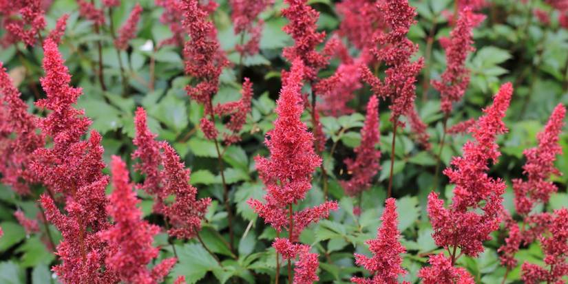 Landscaping Design: Top Plant Pairings to Grow With Hostas