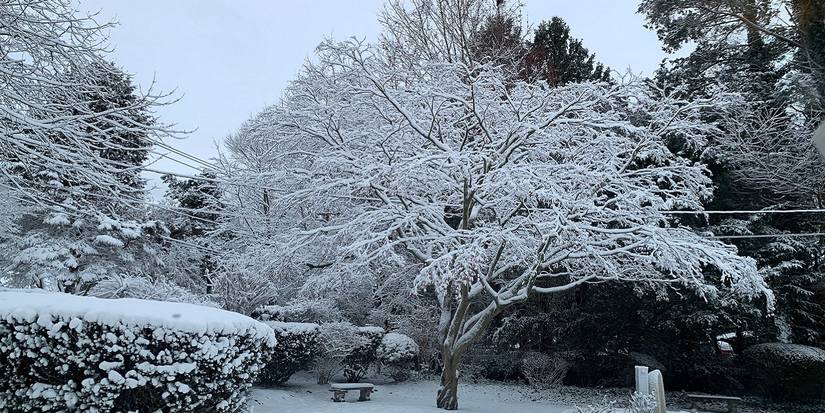 Top Trees to Add Elegance and Magic to Your Snowy Landscape