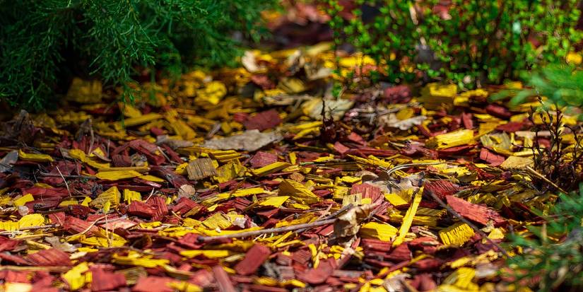 How to Create a Winter Garden That Thrives With Color and Texture