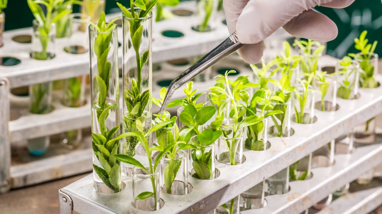 Plant Breeding: What is it and How Does it Benefit You?