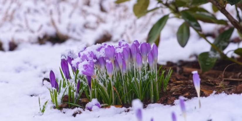 Are My Plants Dead? Understanding Winter Dormancy in Plants