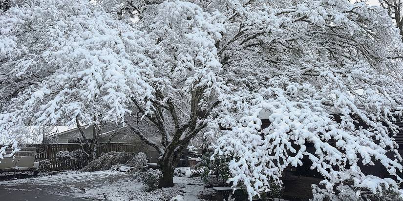 Top Trees to Add Elegance and Magic to Your Snowy Landscape