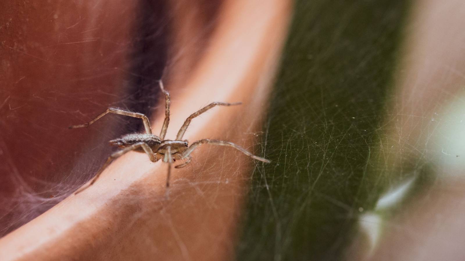 Why and How House Spiders Spin Cobwebs