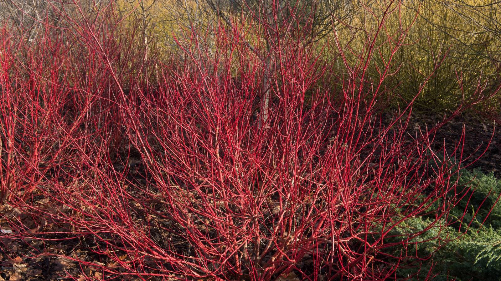 Transform Your Home with Colorful Plant Stems: Care Tips & Best Varieties