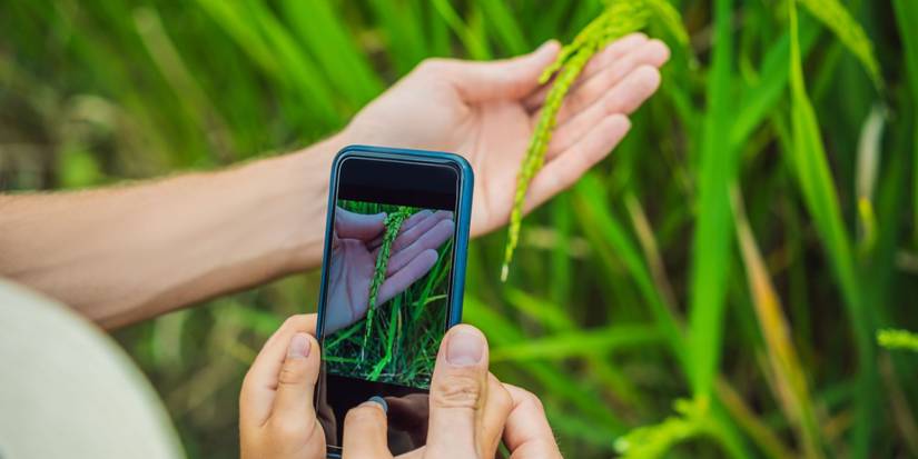 Rare Australian Shrub Rediscovered After Nearly 60 Years