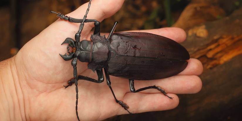 Six of the Biggest Bug Species and Their Surprising Roles in Nature