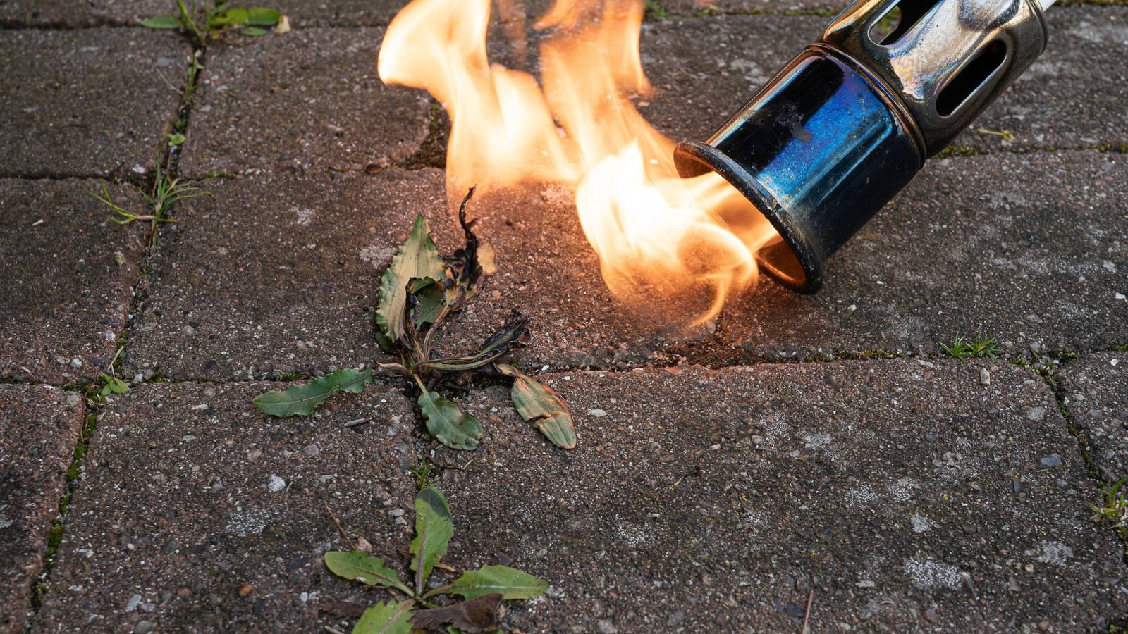 Flame Weed Control: Tips, Benefits, and Safety Precautions