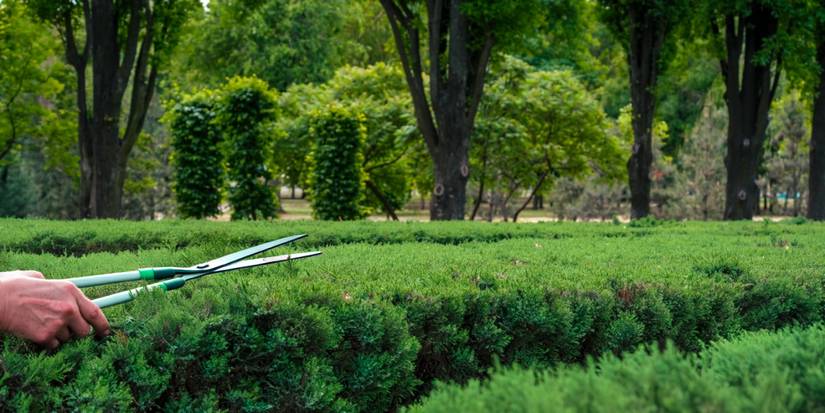 The Beauty and Benefits of Short Hedges Around Trees