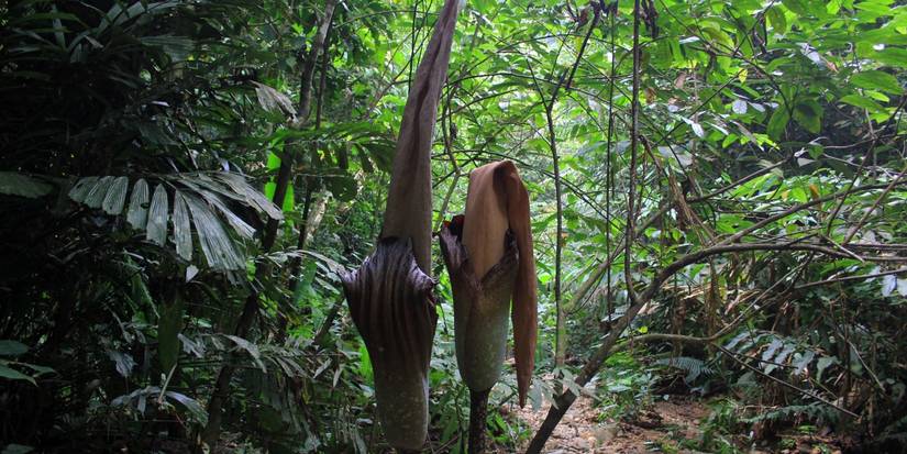 Amorphophallus Gigas Blooms at Brooklyn Botanic Garden: A Rare Event