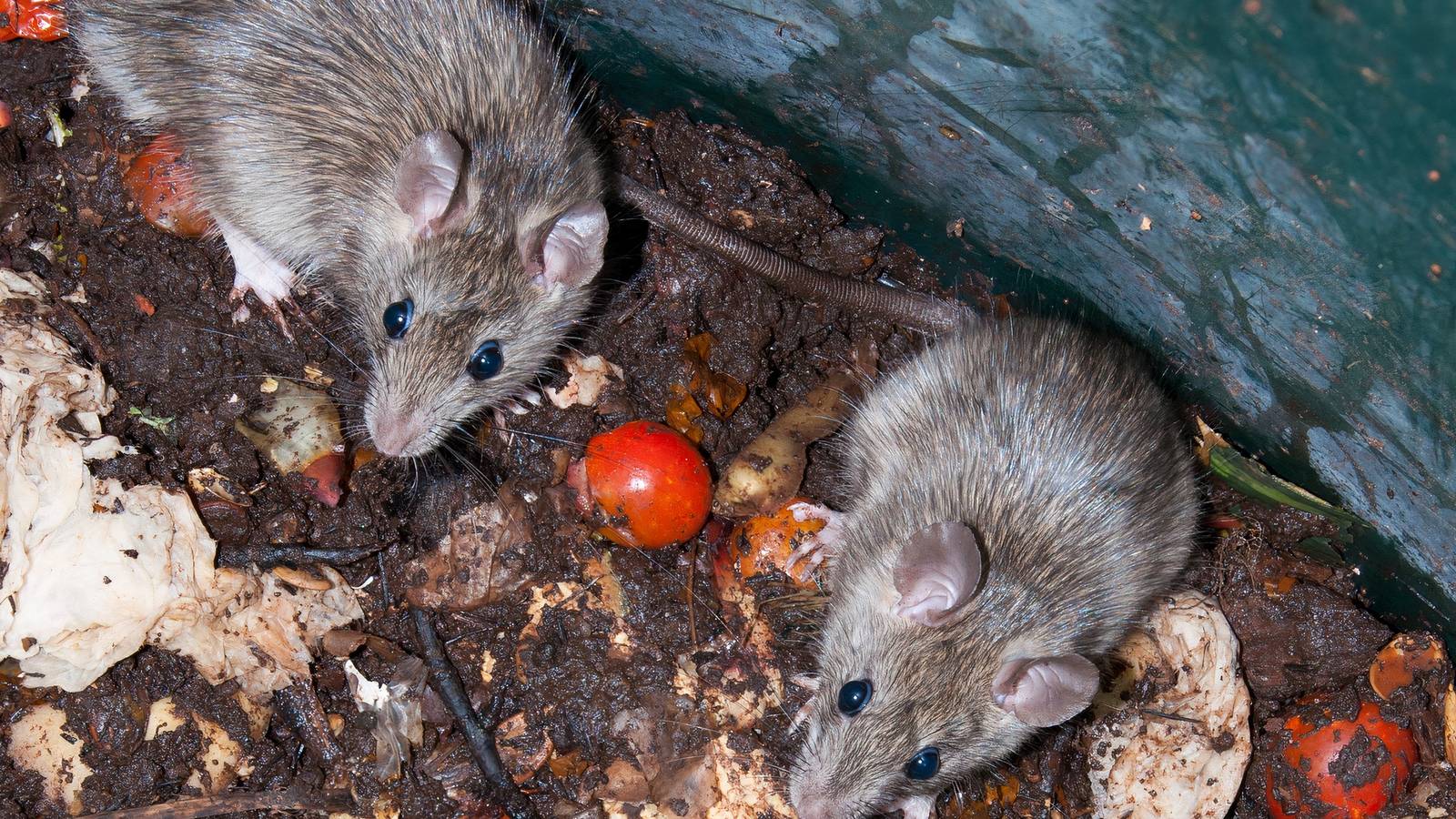 Five Signs of Rodents and How to Stop Them Fast