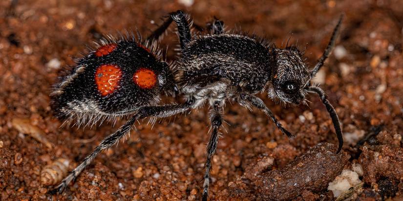 5 of the Weirdest Insects That May Live in Your Backyard