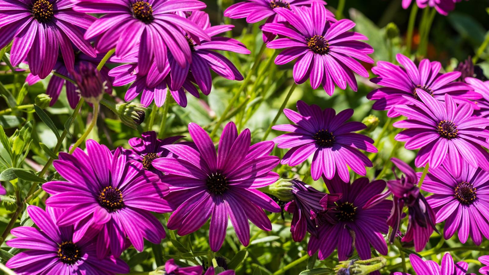 5 Stunning Annual Flowers That Thrive in Deserts Without Extra Water