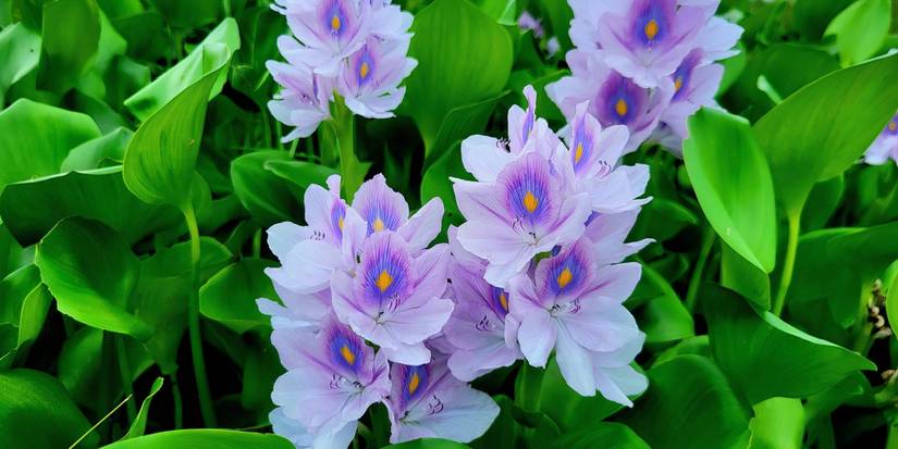 7 Water-Purifying Plants You Need to Know