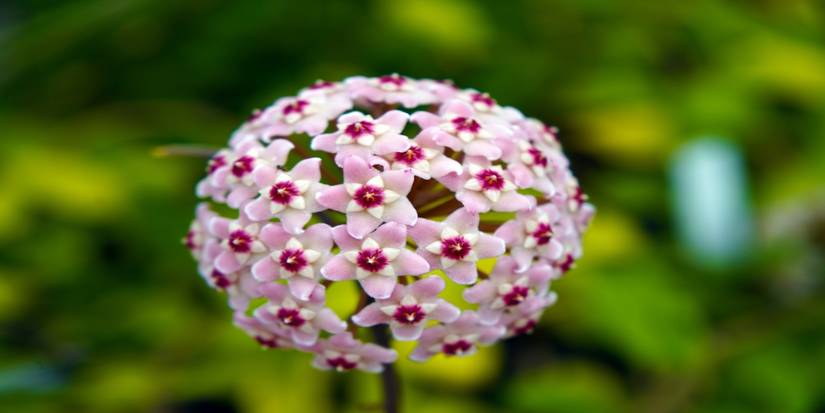 Wax Flowers in China: A Timeless Blend of Beauty and Tradition