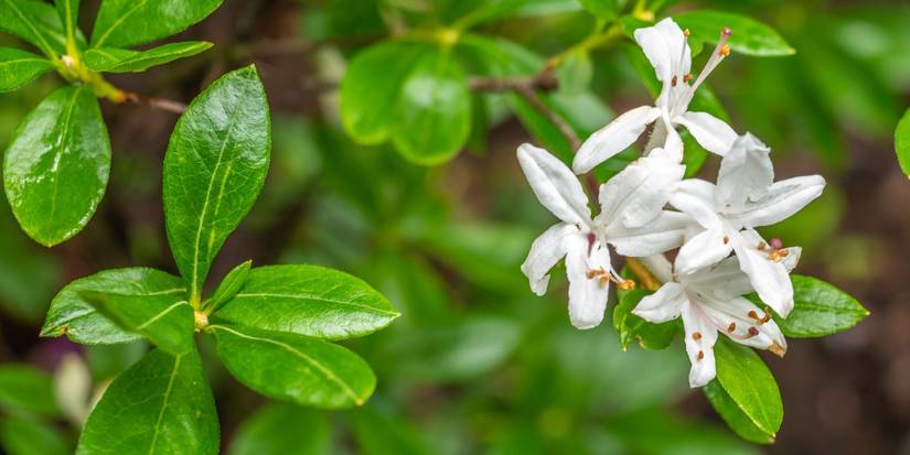 5 Stunning Perennial Flowers Perfect for Swamps and Soggy Spots