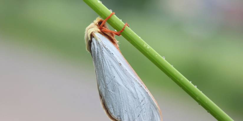 How to Manage White Insects in Your Garden: Tips for Healthy Plants